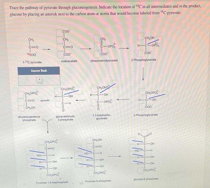 Solved Trace the pathway of pyruvate through | Chegg.com