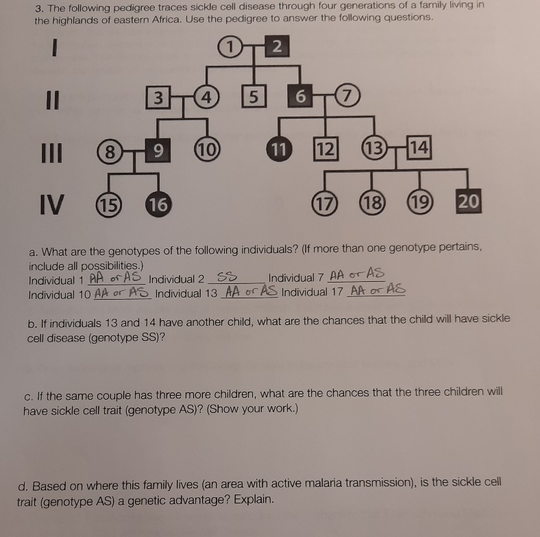 Solved The Following Pedigree Traces Sickle Cell Disease