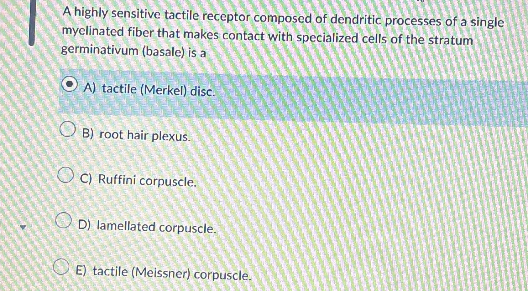 Solved A highly sensitive tactile receptor composed of | Chegg.com
