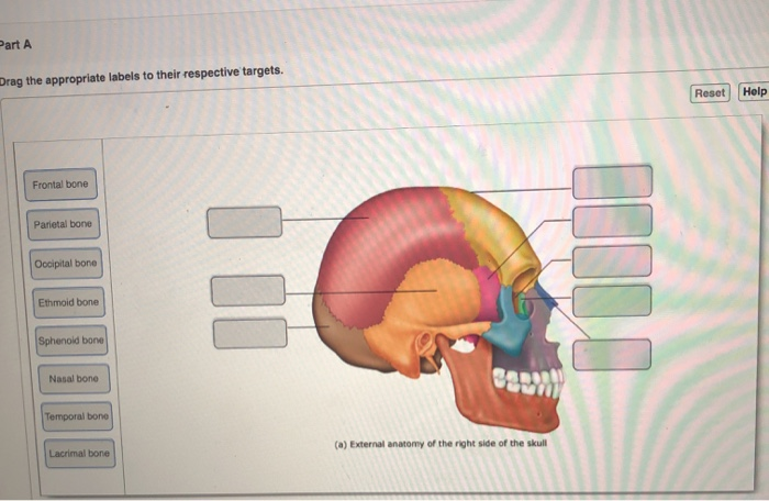 Drag The Appropriate Labels To Their Respective Targets Skull Drag The Appropriate Labels To Their Respective Targets Skull