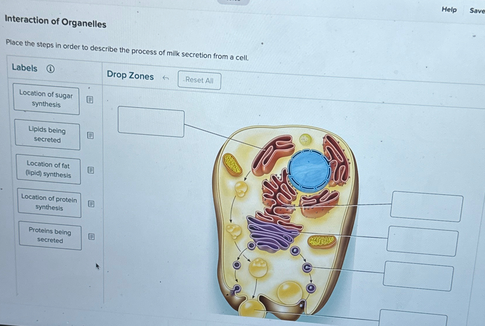 Solved HelpSaveInteraction of OrganellesPlace the steps in | Chegg.com