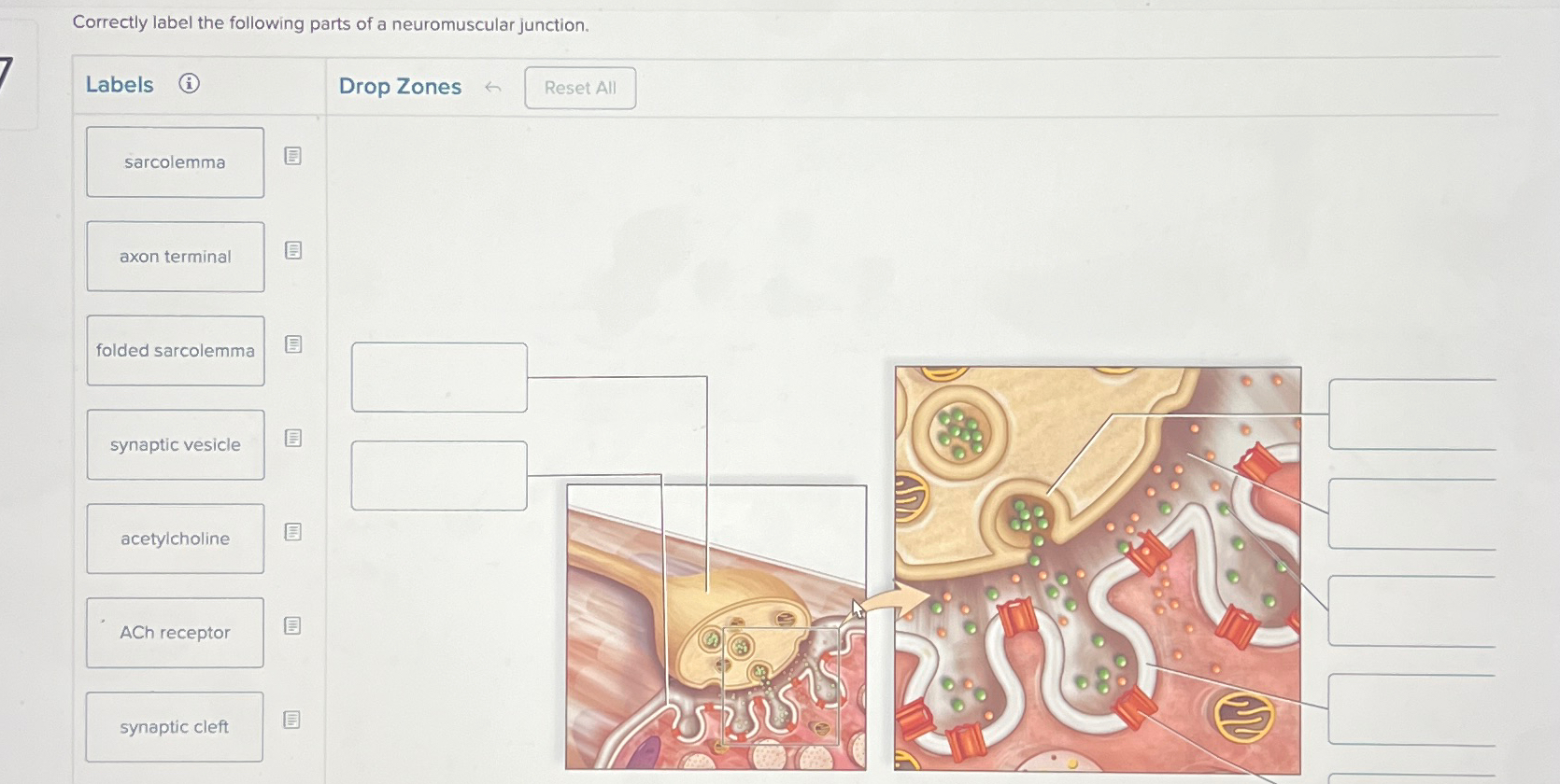 Solved Correctly label the following parts of a | Chegg.com