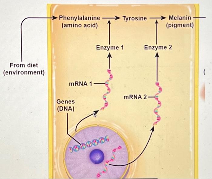 Solved From diet (environment) Phenylalanine (amino acid) | Chegg.com