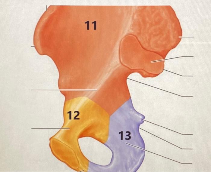 Solved name the labeled bones | Chegg.com