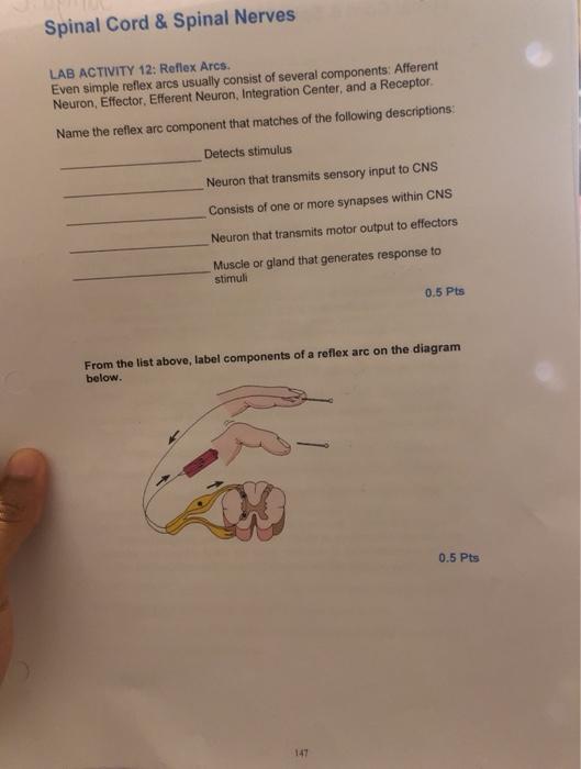 Solved Spinal Cord & Spinal Nerves LAB ACTIVITY 12: Reflex | Chegg.com