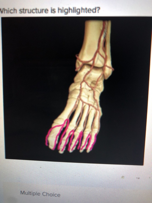 Solved what structure is highlighted?a. deep plantar | Chegg.com