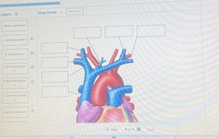 Solved Label the major veins returning blood to the heart | Chegg.com