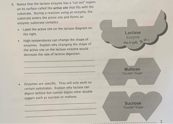 Solved 9. Notice that the lactase enzyme has a "cut out" | Chegg.com