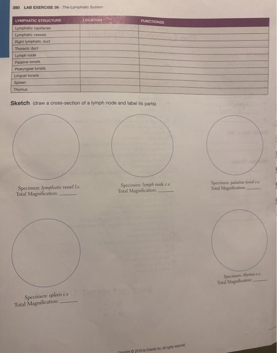 Solved 390 LAB EXERCISE 30 The Lymphatic system LOCATION | Chegg.com