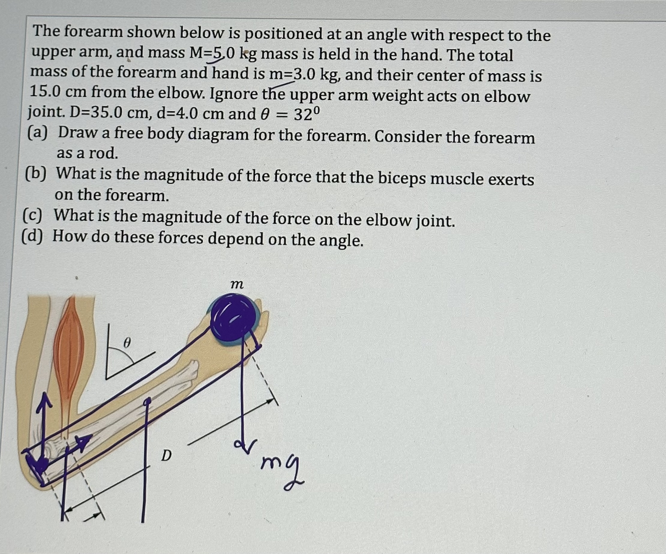 The forearm shown below is positioned at an angle | Chegg.com