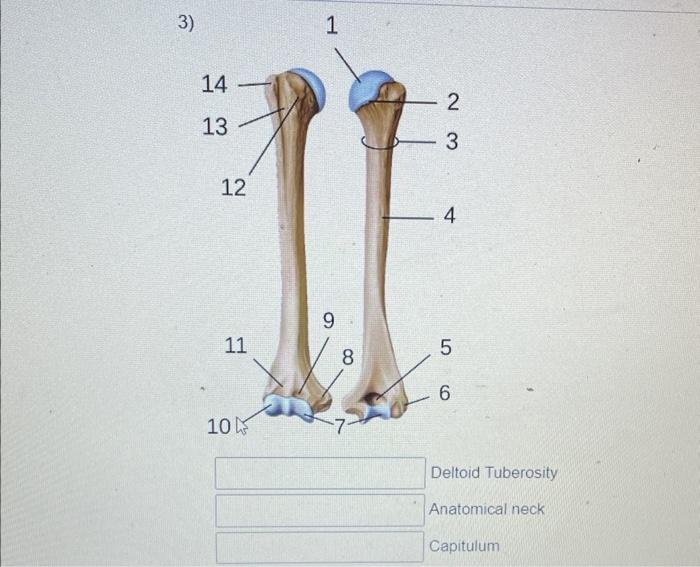 Solved Shaft Acromial end Stemal end - Deltoid Tuberosity | Chegg.com