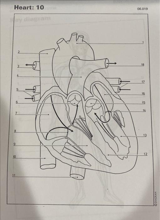Solved Heart: 10 | Chegg.com