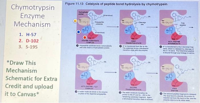 Chymotrypsin Figure 11.13 Catalysis of peptide bond | Chegg.com