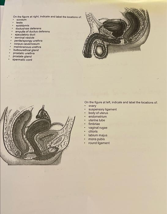 Solved . . . • On the figure at right, indicate and | Chegg.com