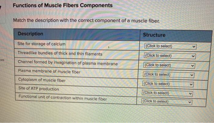 Functions of Muscle Fibers Components Match the | Chegg.com