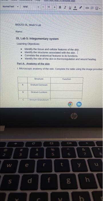 Solved OL. Lab 5: Integumentary system Leaining Objectives: | Chegg.com