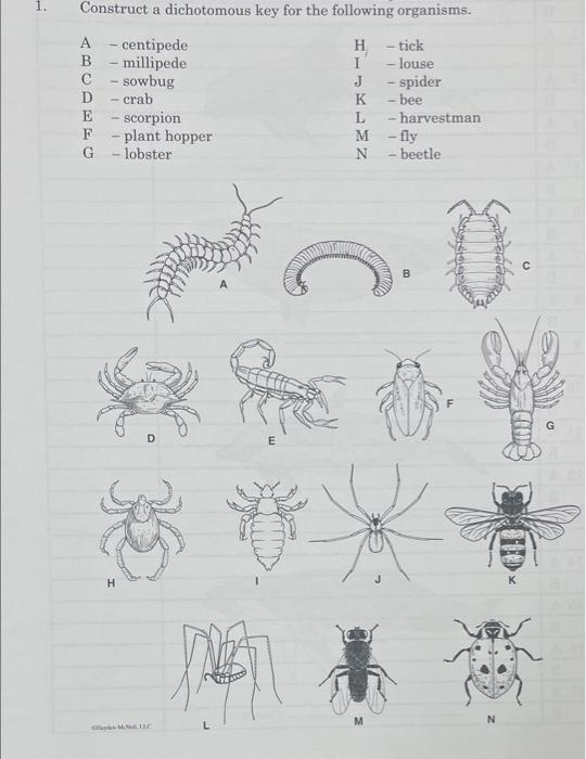 Solved 1. Construct a dichotomous key for the following | Chegg.com
