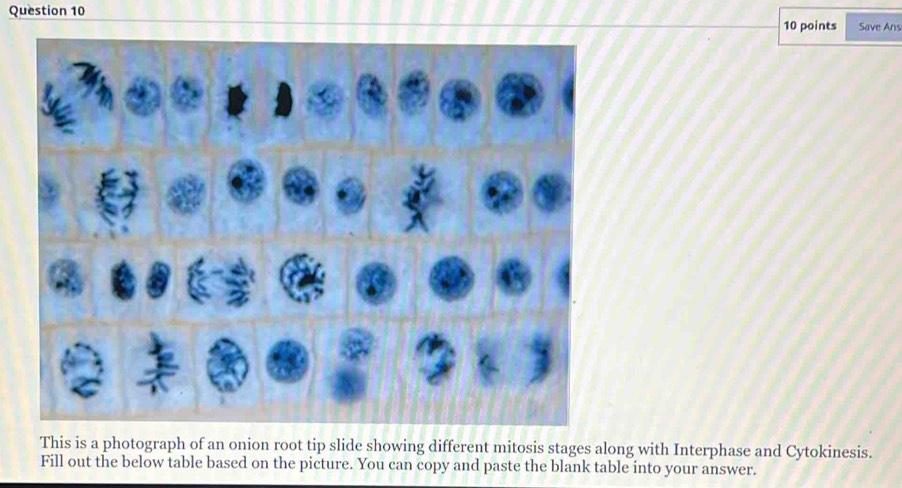 a photograph of an onion root tip slide showing | Chegg.com