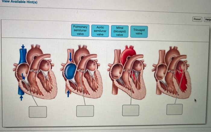 Solved Part C-Flow through the Right Side of the Heart | Chegg.com