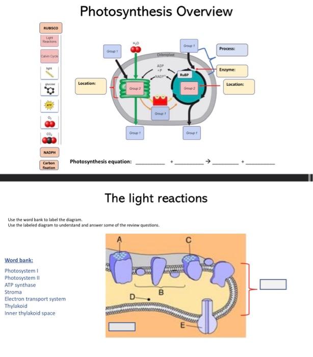 Solved Photosynthesis Overview Photosynthesis equation: Use | Chegg.com