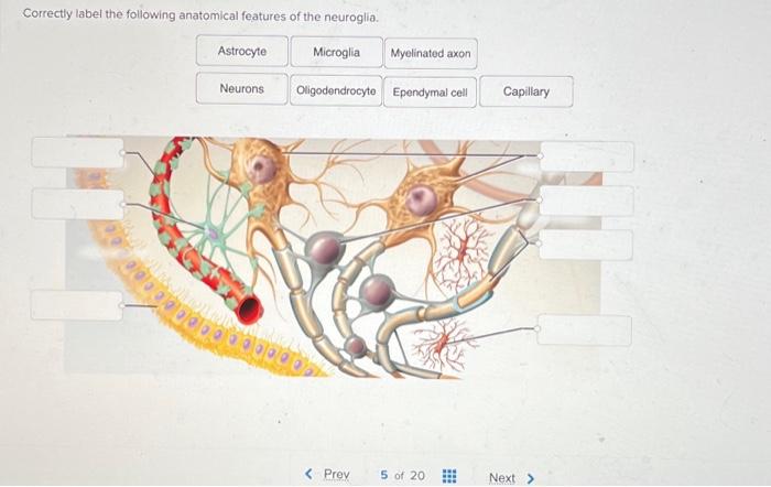 Solved Correctly label the following anatomical features of | Chegg.com