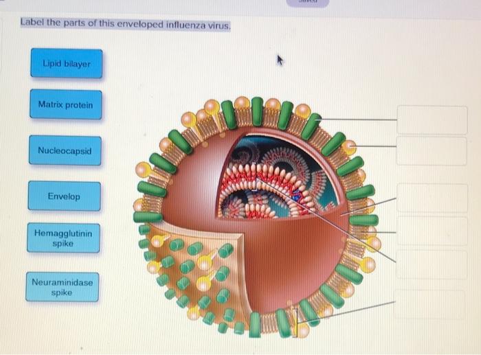 Solved Label the parts of this enveloped influenza virus. | Chegg.com
