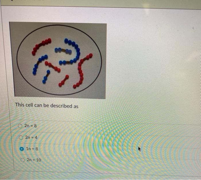 Solved This cell can be described as 2n = 8 2n = 4 O 1n - 8 | Chegg.com