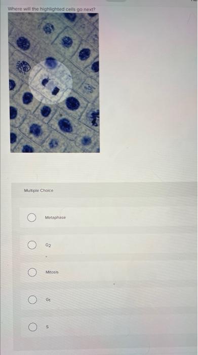 Solved Where will the highlighted cels go next? Multiple | Chegg.com