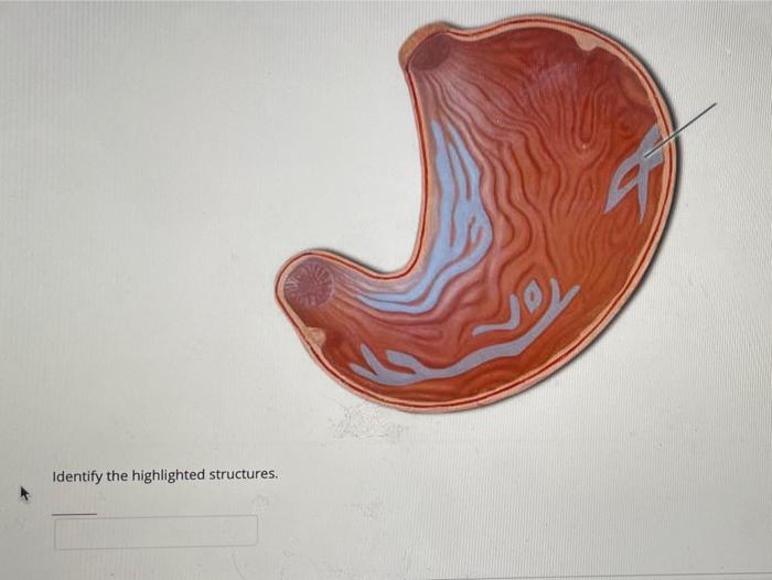 Solved Identify the highlighted structures. | Chegg.com
