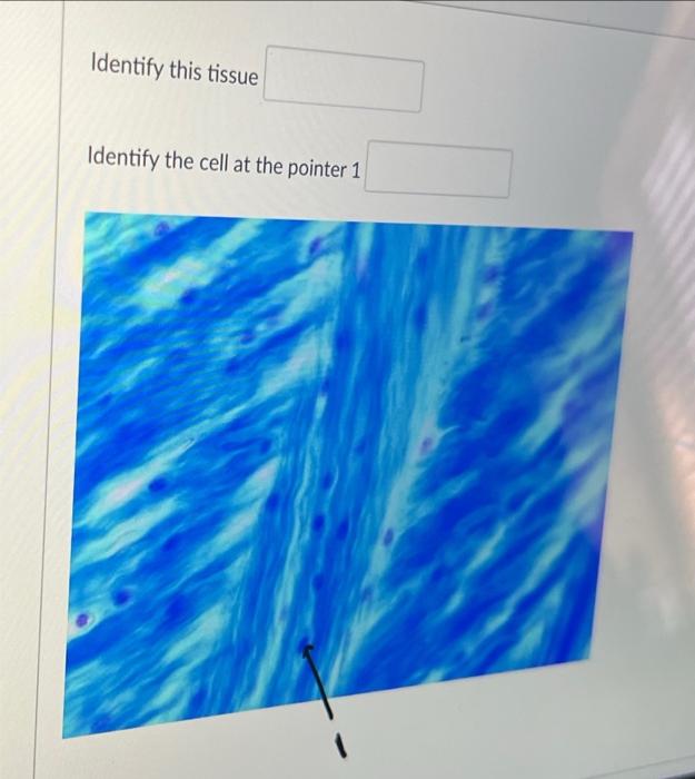 Identify this tissue Identify the cell at the pointer | Chegg.com