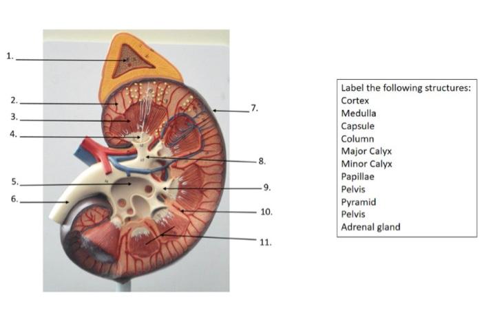 Solved 1. 2. 7. 3. 4. Label the following structures: Cortex | Chegg.com