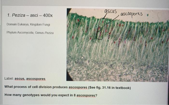 Solved 1. Peziza - asci - 400x scus, ascospores . Domain | Chegg.com