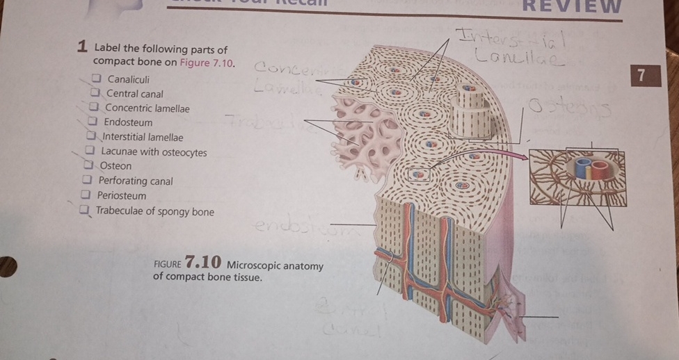 Solved 1 ﻿Label the following parts of compact bone on | Chegg.com