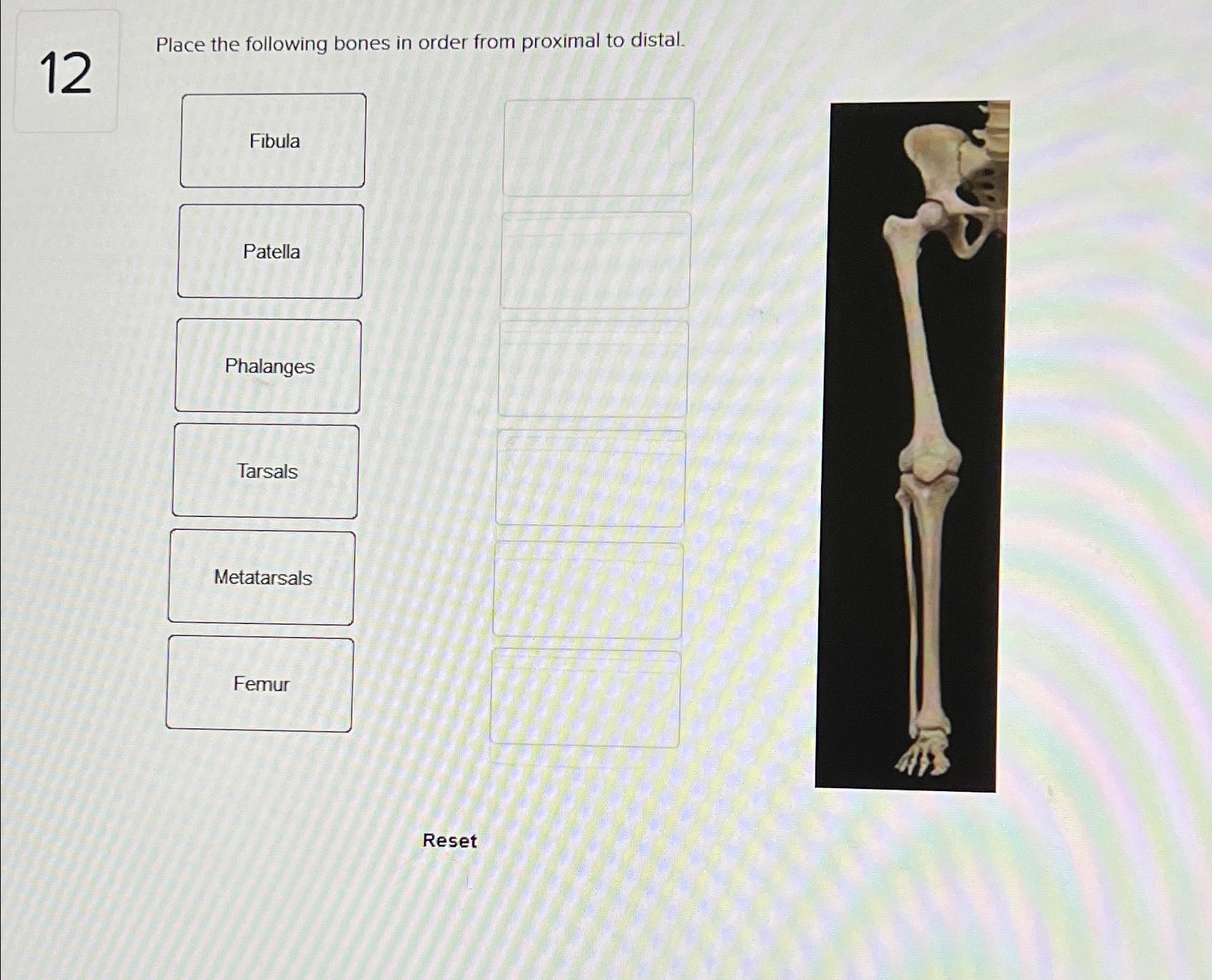 Solved 12Place the following bones in order from proximal to | Chegg.com