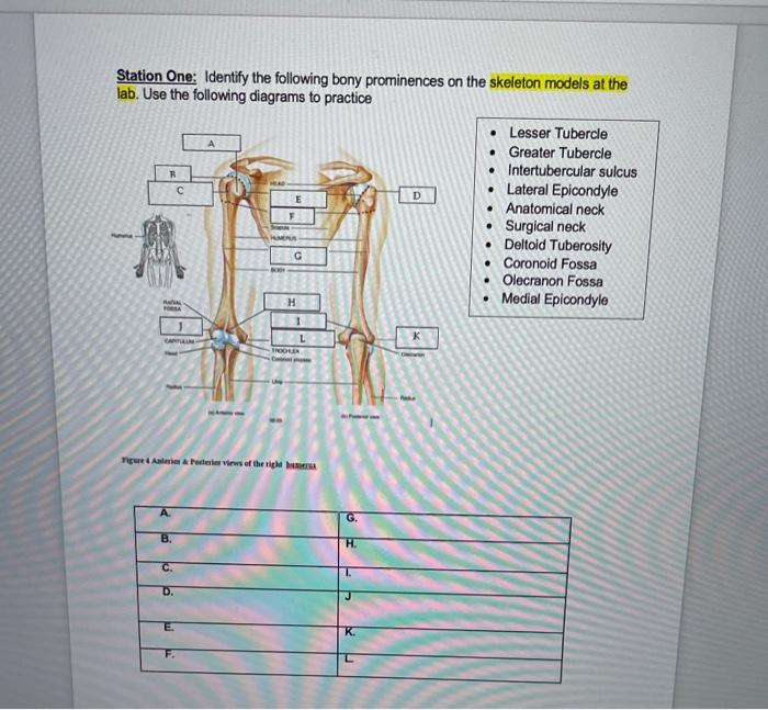 Solved Station One: Identify the following bony prominences | Chegg.com