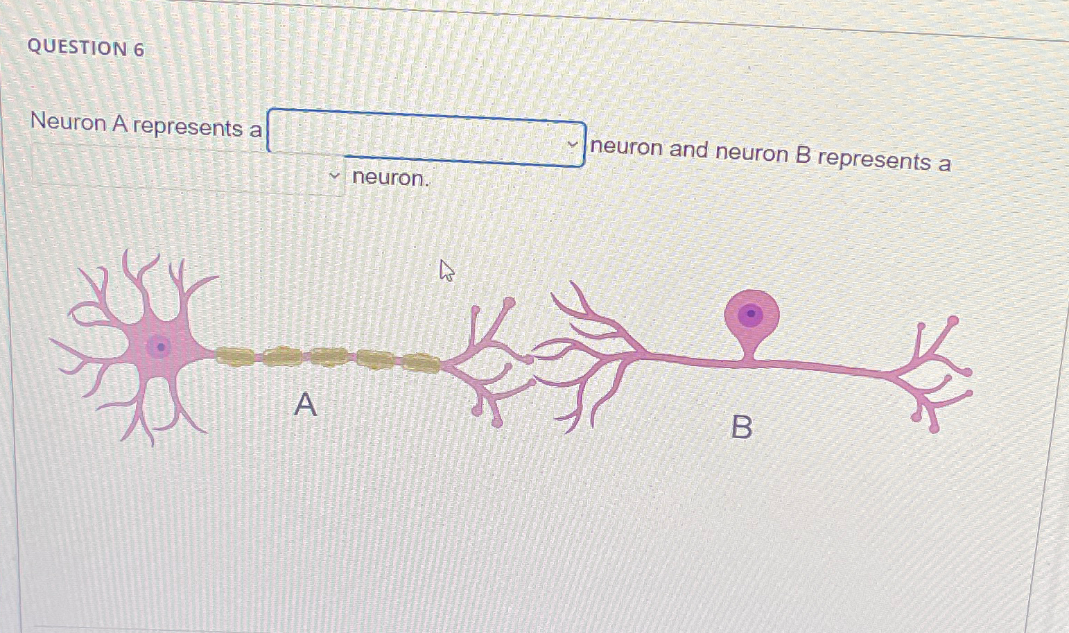 Solved QUESTION 6Neuron A represents a ﻿Jneuron and neuron | Chegg.com