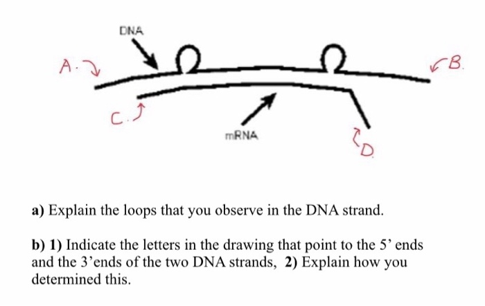 Solved 1. explain the loops2. indicate what each letter | Chegg.com
