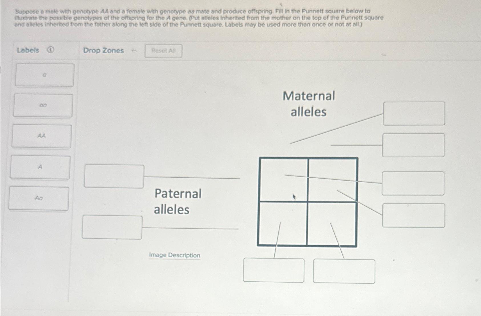 Solved Suppose a male with genotype AA and a female with | Chegg.com