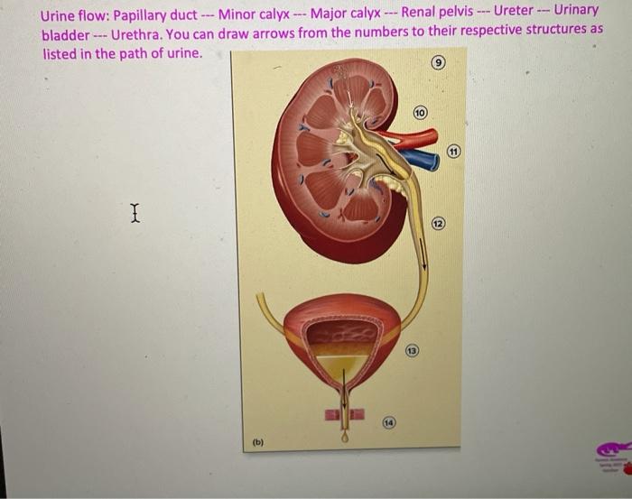 Solved Urine flow: Papillary duct --- Minor calyx --- Major | Chegg.com