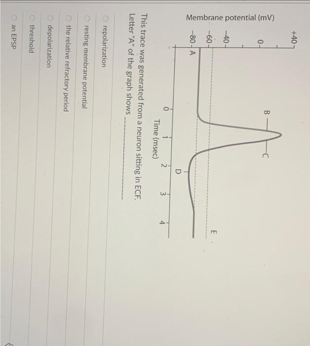 Solved Membrane potential (mV) +40- B -40 -60- -80-A 3 Time | Chegg.com