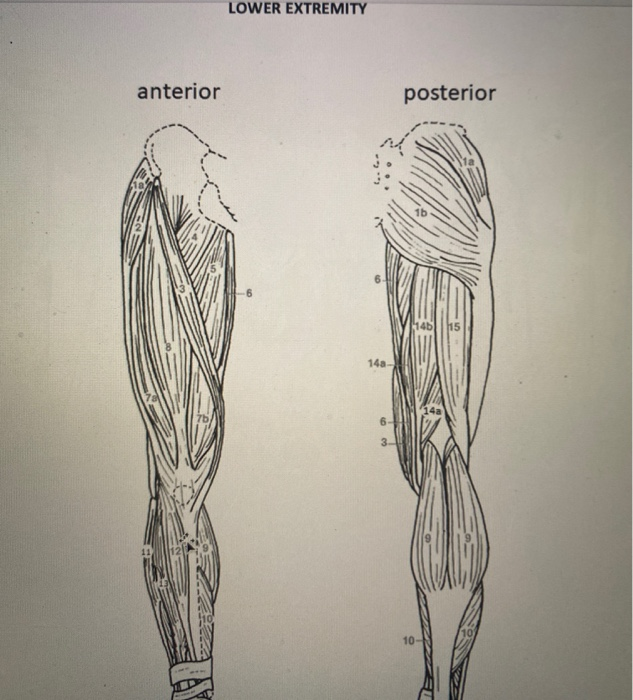 Solved LOWER EXTREMITY anterior posterior 115 14a 6 3 102 10 | Chegg.com