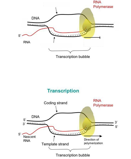 Solved Transcription5. ﻿in the picture below, draw in the | Chegg.com