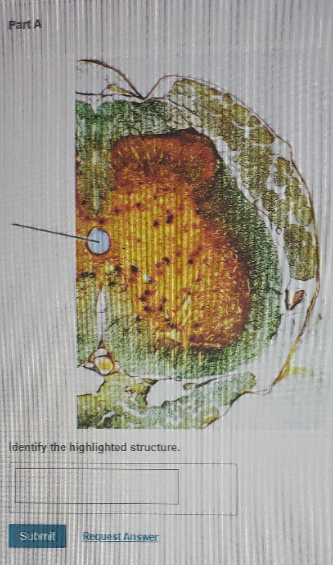 Solved Identify the highlighted structures. Identify the | Chegg.com