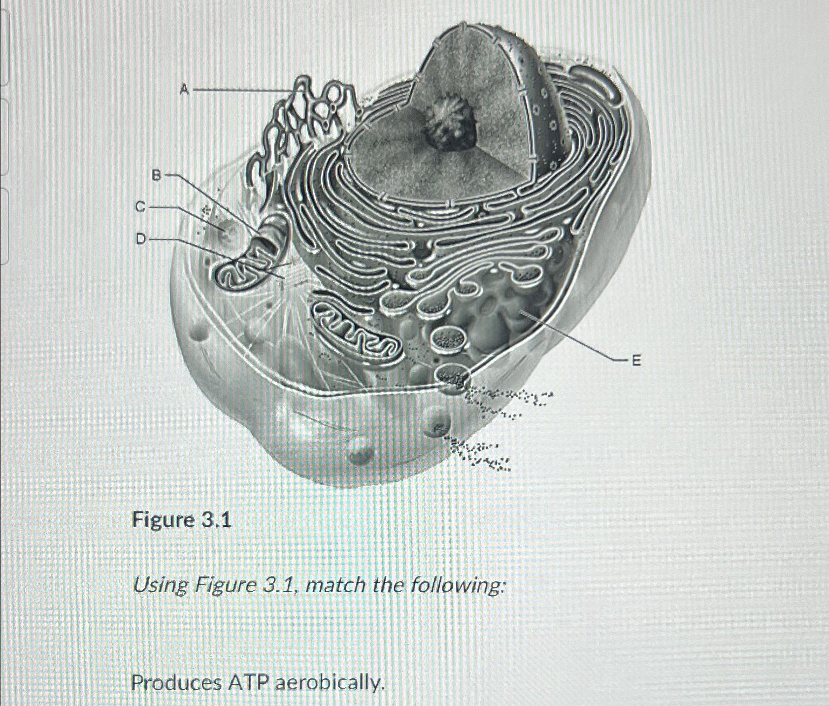 Solved Figure 3.1Using Figure 3.1, match the | Chegg.com Solved Figure 3.1Using Figure 3.1, match the | Chegg.com