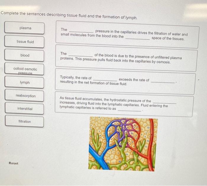 Solved Complete the sentences describing tissue fluid and | Chegg.com