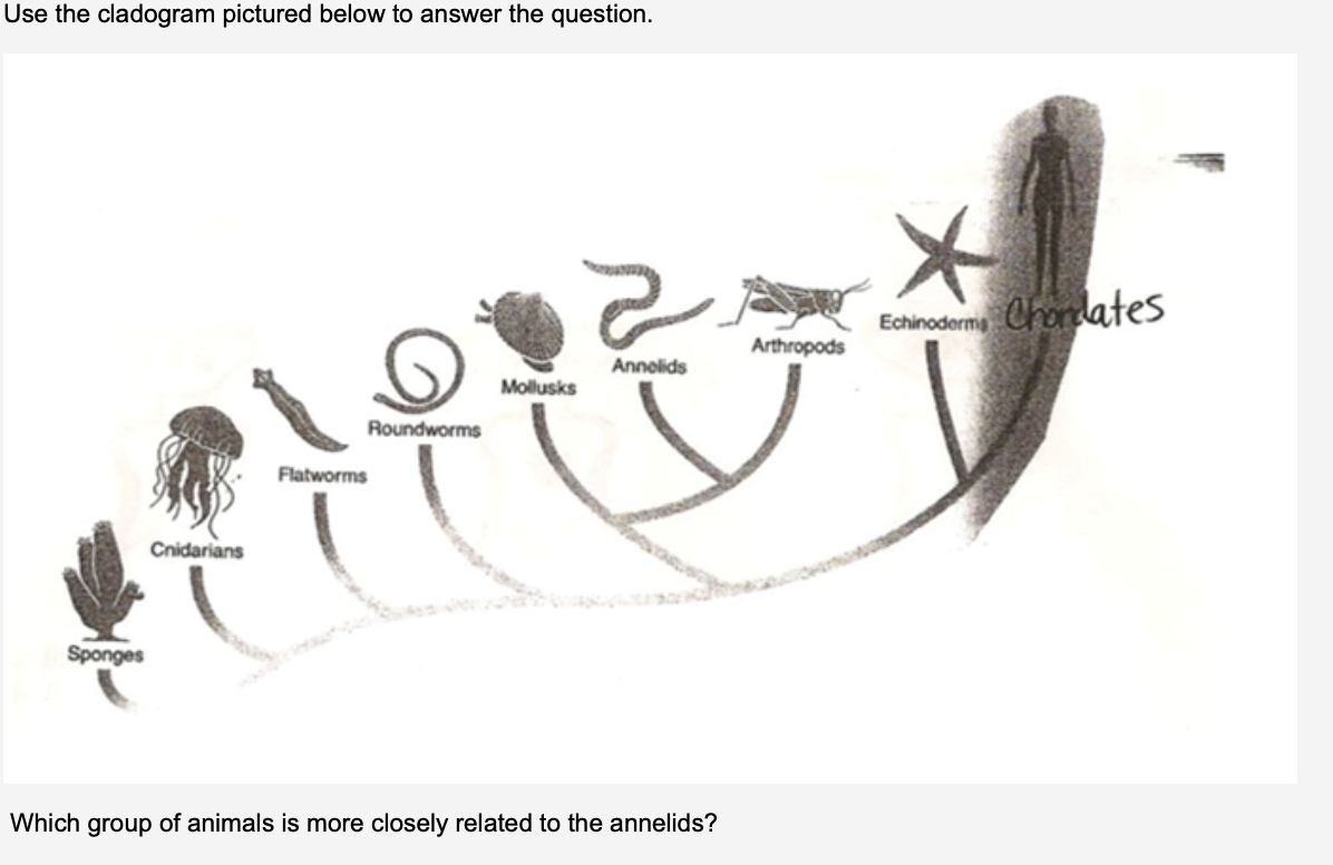 Solved Use the cladogram pictured below to answer the | Chegg.com