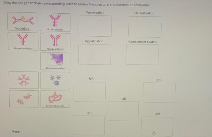 Solved Drag the images to their corresponding class to | Chegg.com