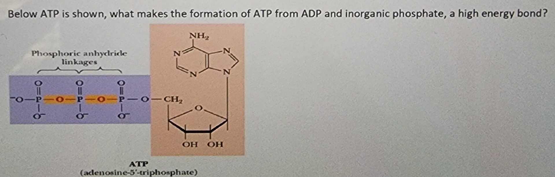 Solved Below ATP is shown, what makes the formation of ATP | Chegg.com
