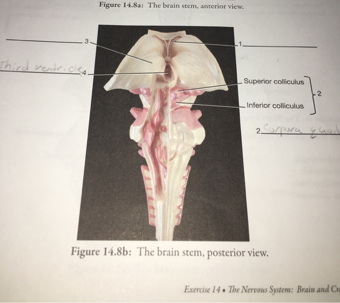 Solved Figure 14.8a: The brain stem, anterior view. Third | Chegg.com