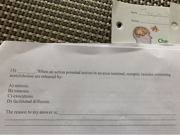 Solved Name Name Section Section E The functional | Chegg.com